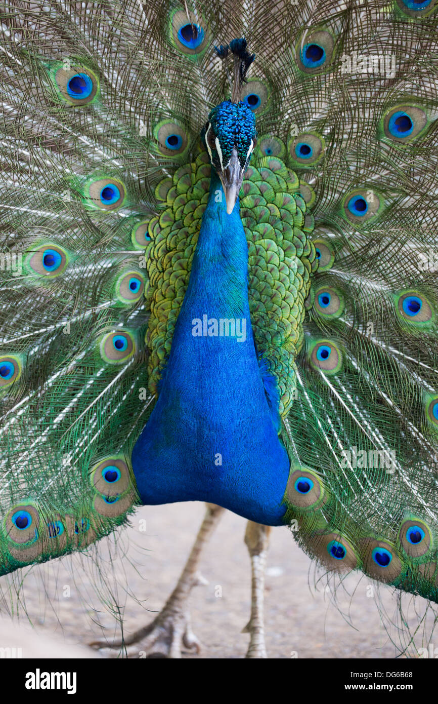 Preening peacock taken in Costa Rica Stock Photo - Alamy