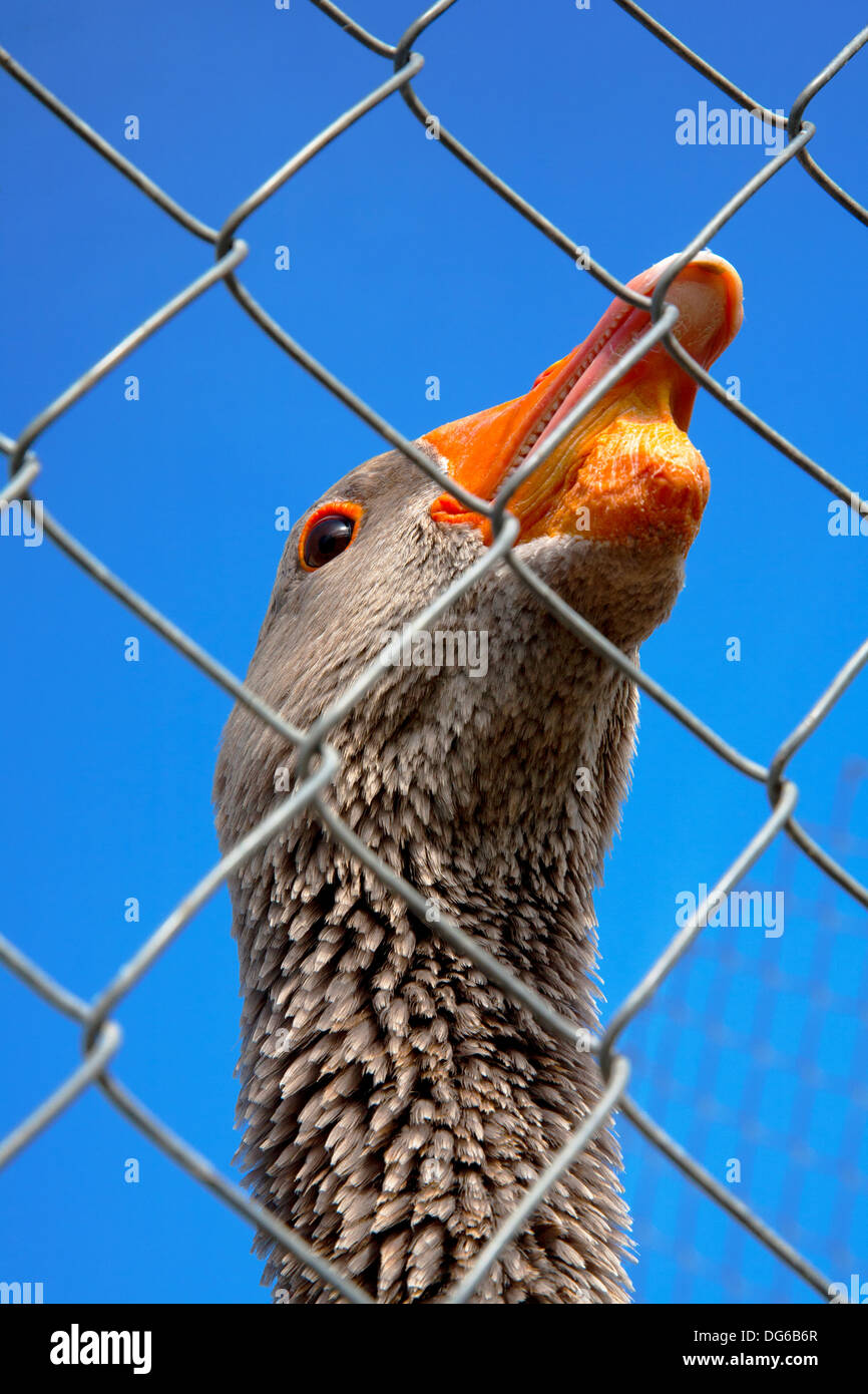 Beak fencing hi-res stock photography and images - Alamy