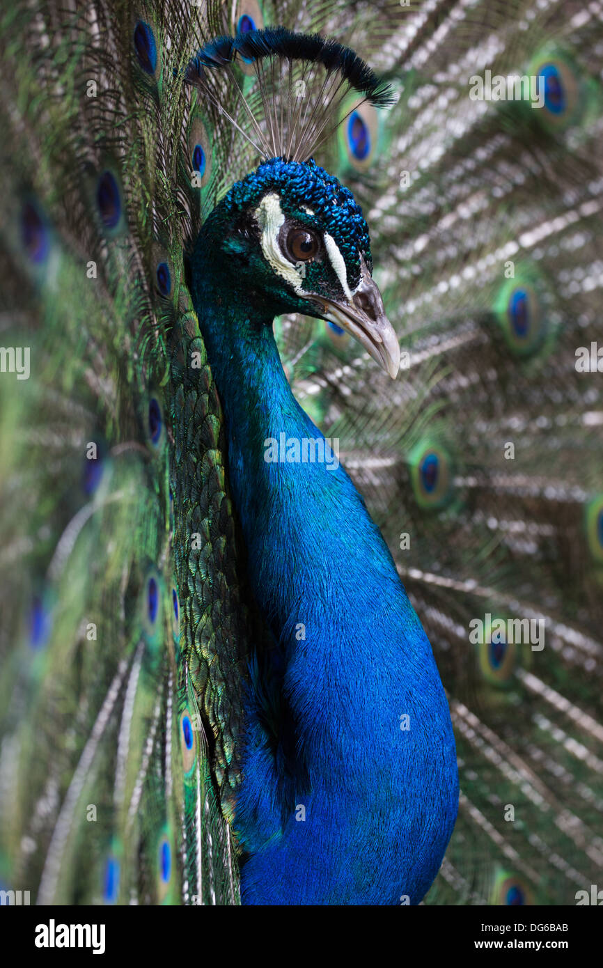 Preening peacock taken in Costa Rica Stock Photo - Alamy