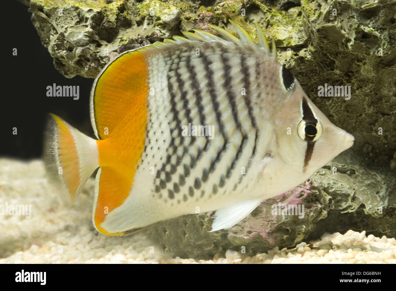 seychelles butterflyfish, chaetodon madagaskariensis Stock Photo - Alamy