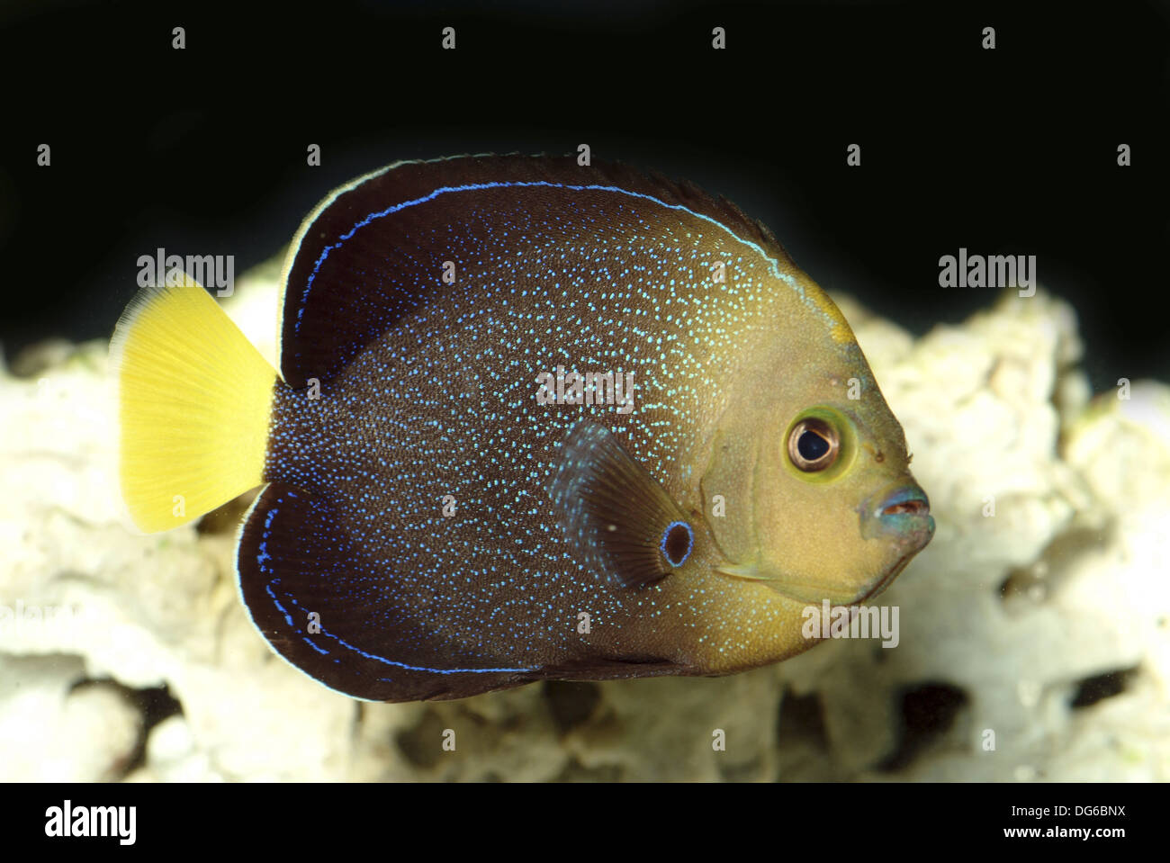 bluespotted angelfish, chaetodontoplus caeruleopunctatus Stock Photo ...