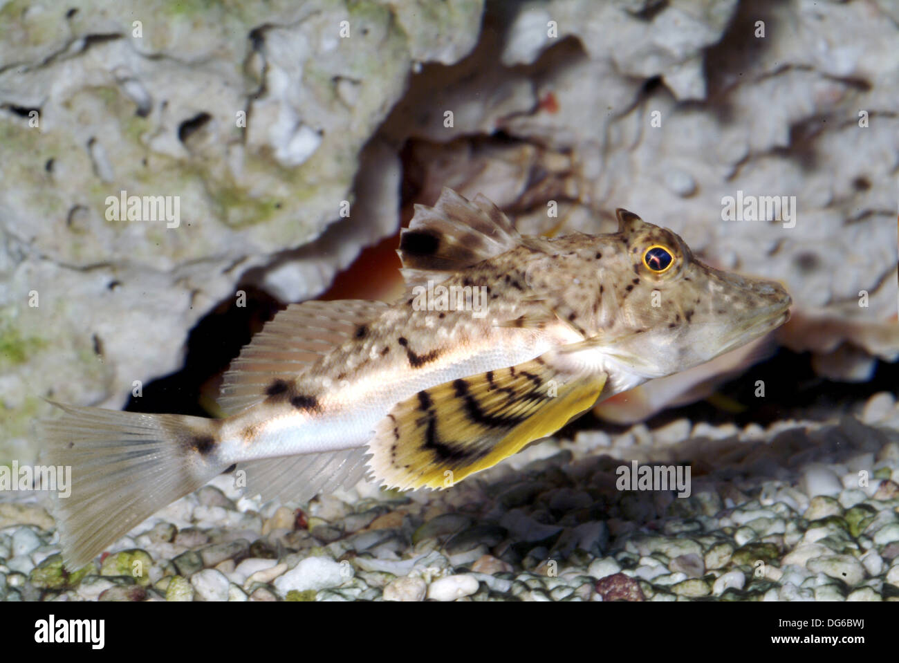 Dactylopterus hi-res stock photography and images - Alamy
