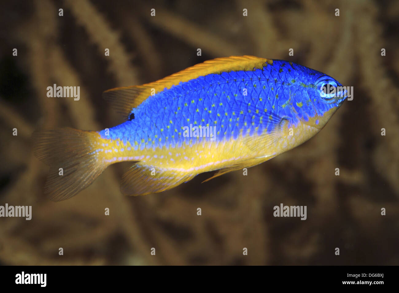 Chrysiptera Taupou High Resolution Stock Photography and Images - Alamy