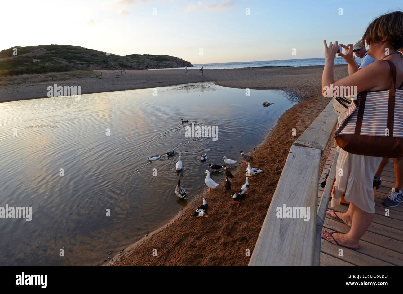 Birds of menorca hi-res stock photography and images - Alamy