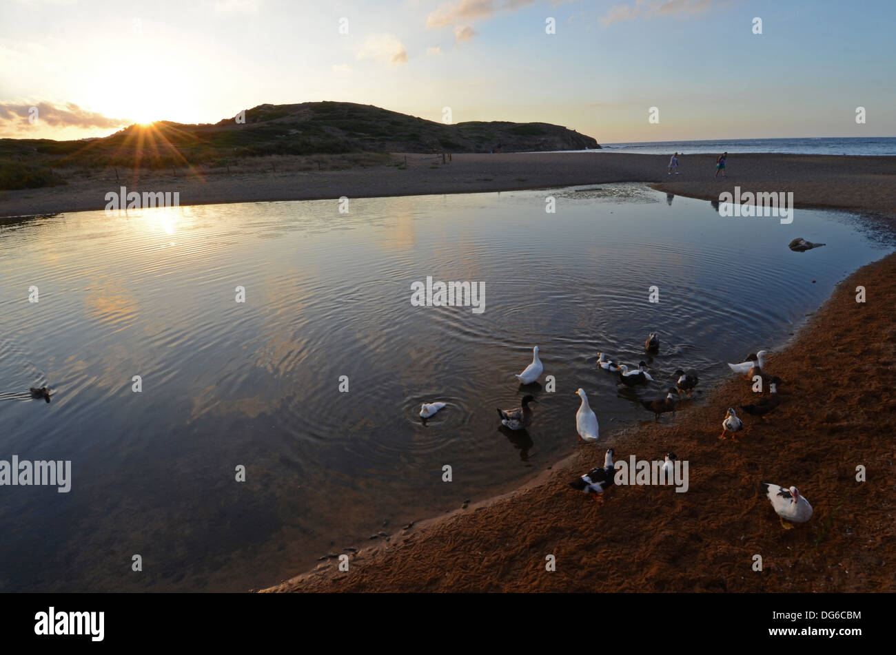Birds of menorca hi-res stock photography and images - Alamy
