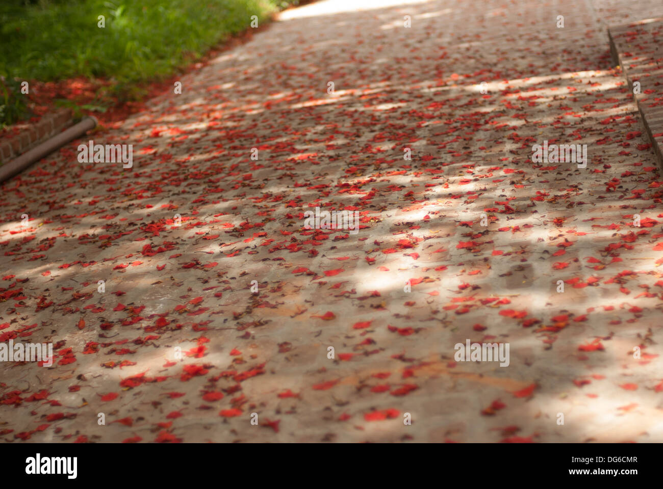 Walking on rose petals hi-res stock photography and images - Alamy