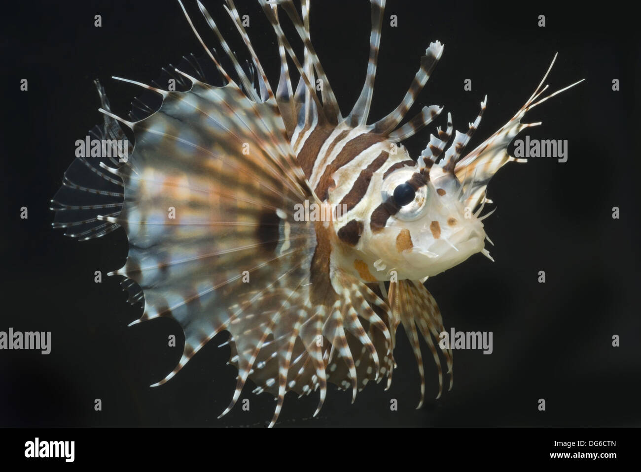 Zebra fish hi-res stock photography and images - Alamy