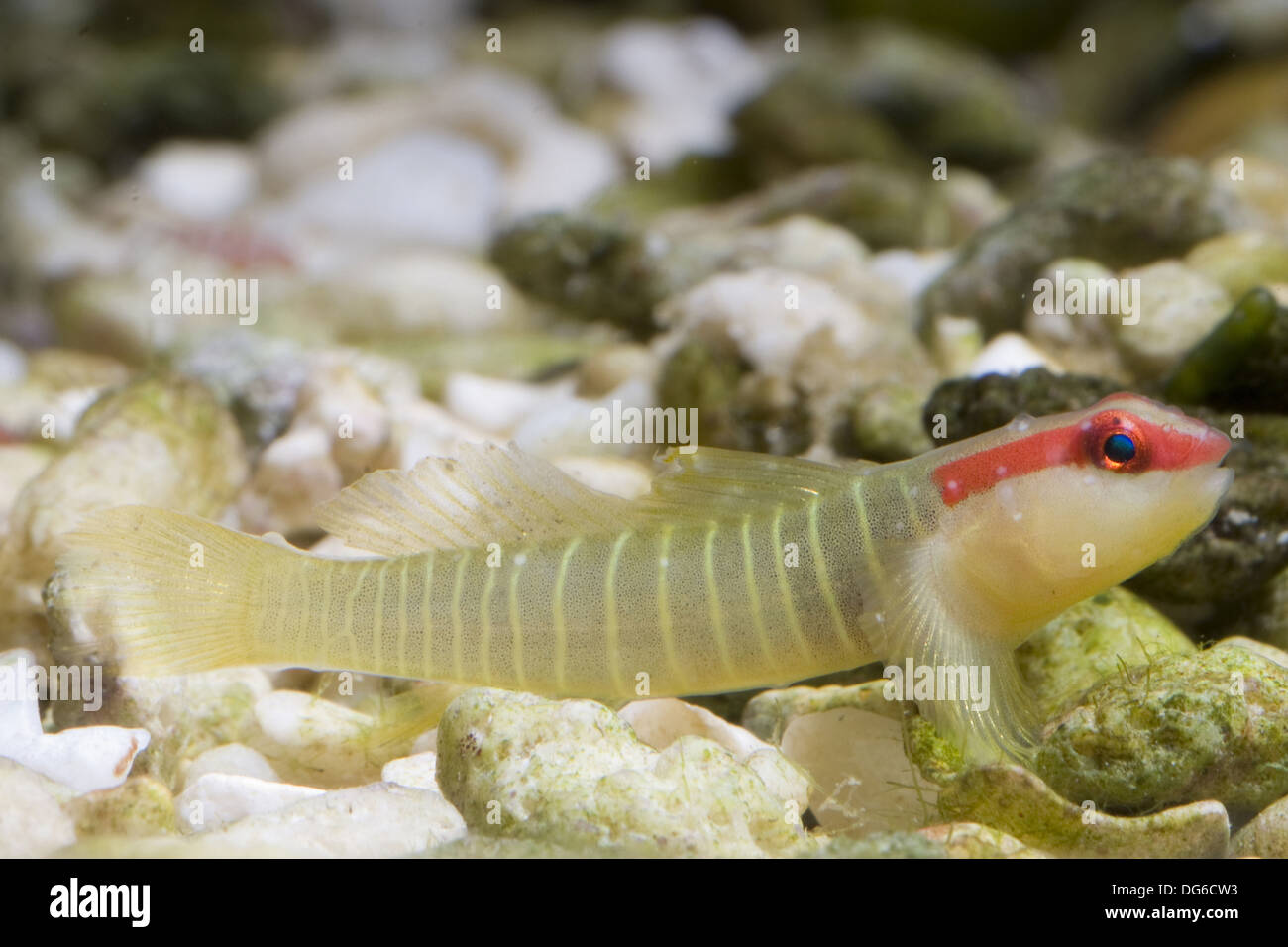 greenbanded goby, elacatinus multifasciatus Stock Photo - Alamy