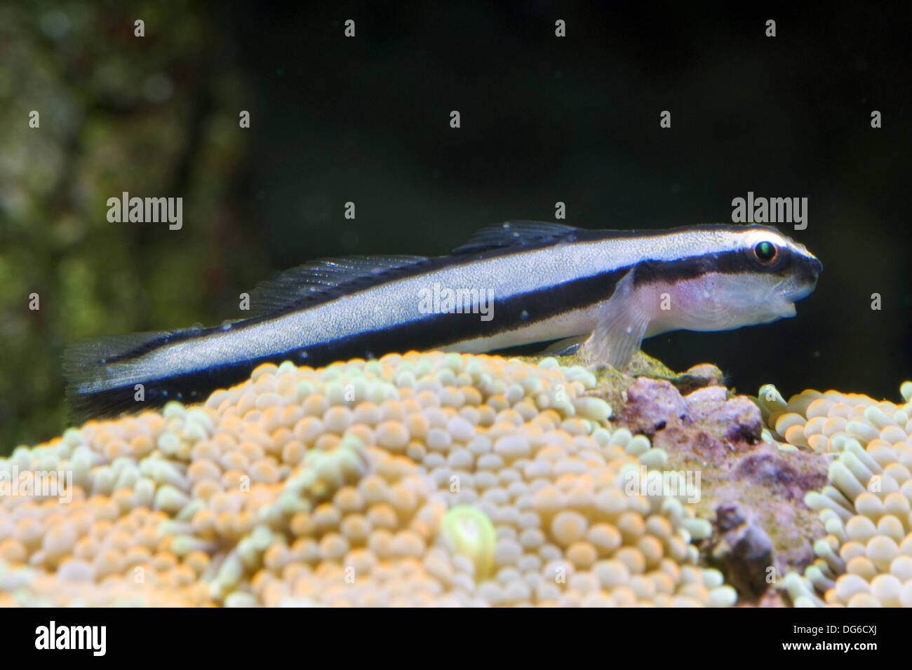 neon goby, elacatinus oceanops Stock Photo - Alamy