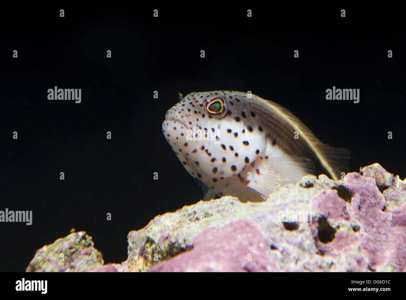 Blackside hawkfish hi-res stock photography and images - Alamy