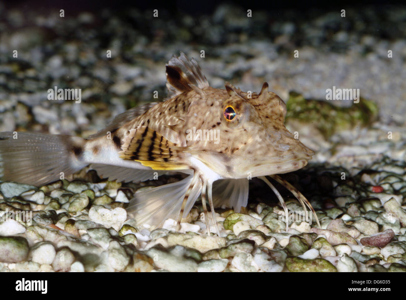 Dactylopteriformes hi-res stock photography and images - Alamy