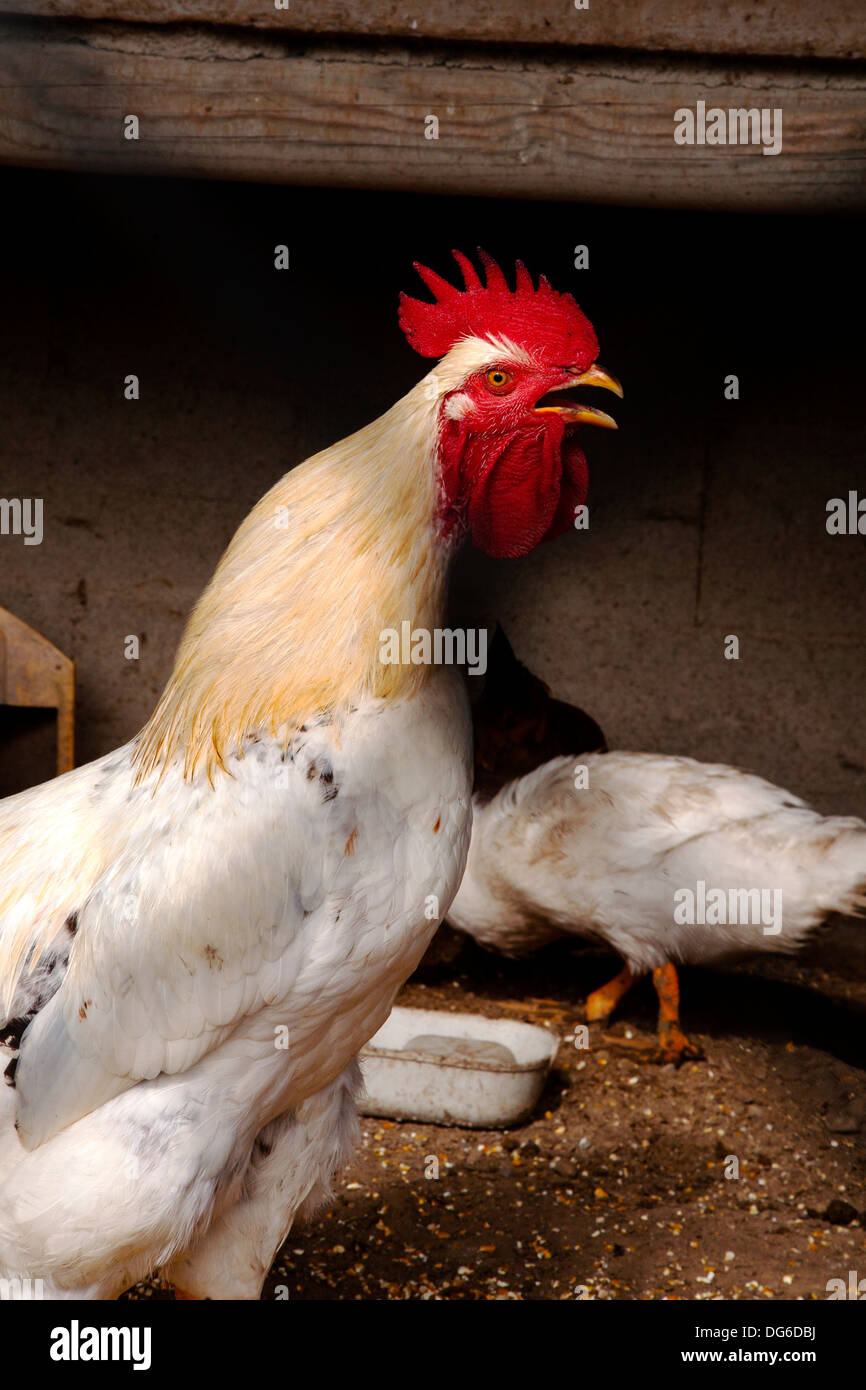 Rooster crowing hi-res stock photography and images - Alamy