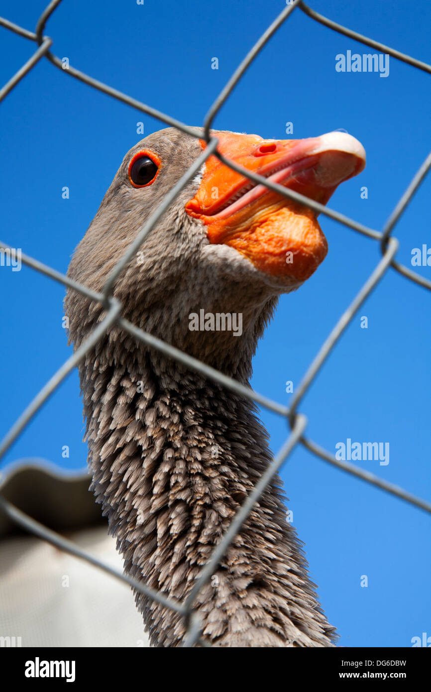 Goose head and neck hi-res stock photography and images - Alamy