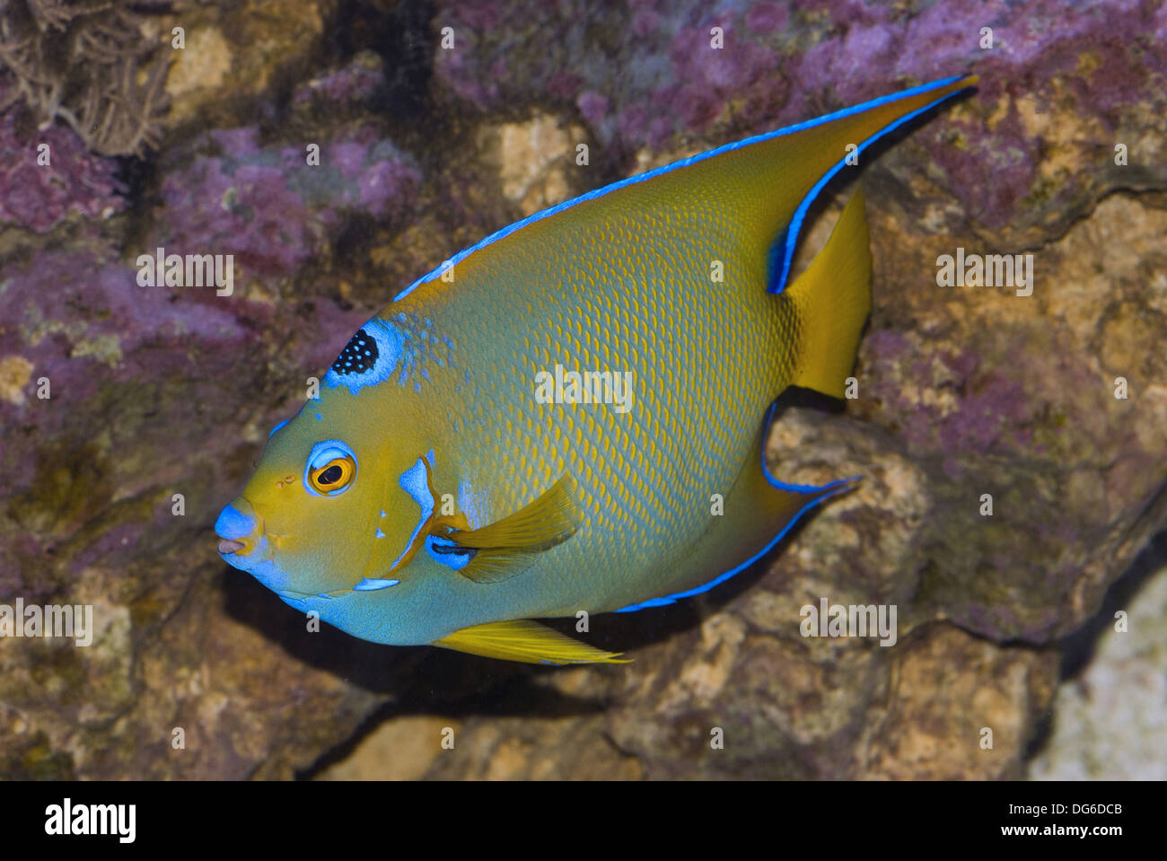 queen angelfish, holacanthus ciliaris Stock Photo - Alamy