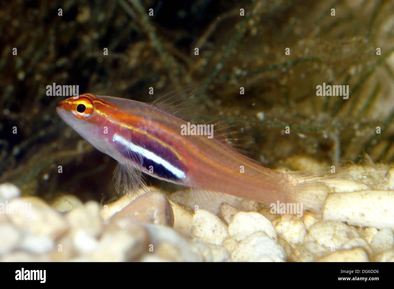 Eviota Gobies