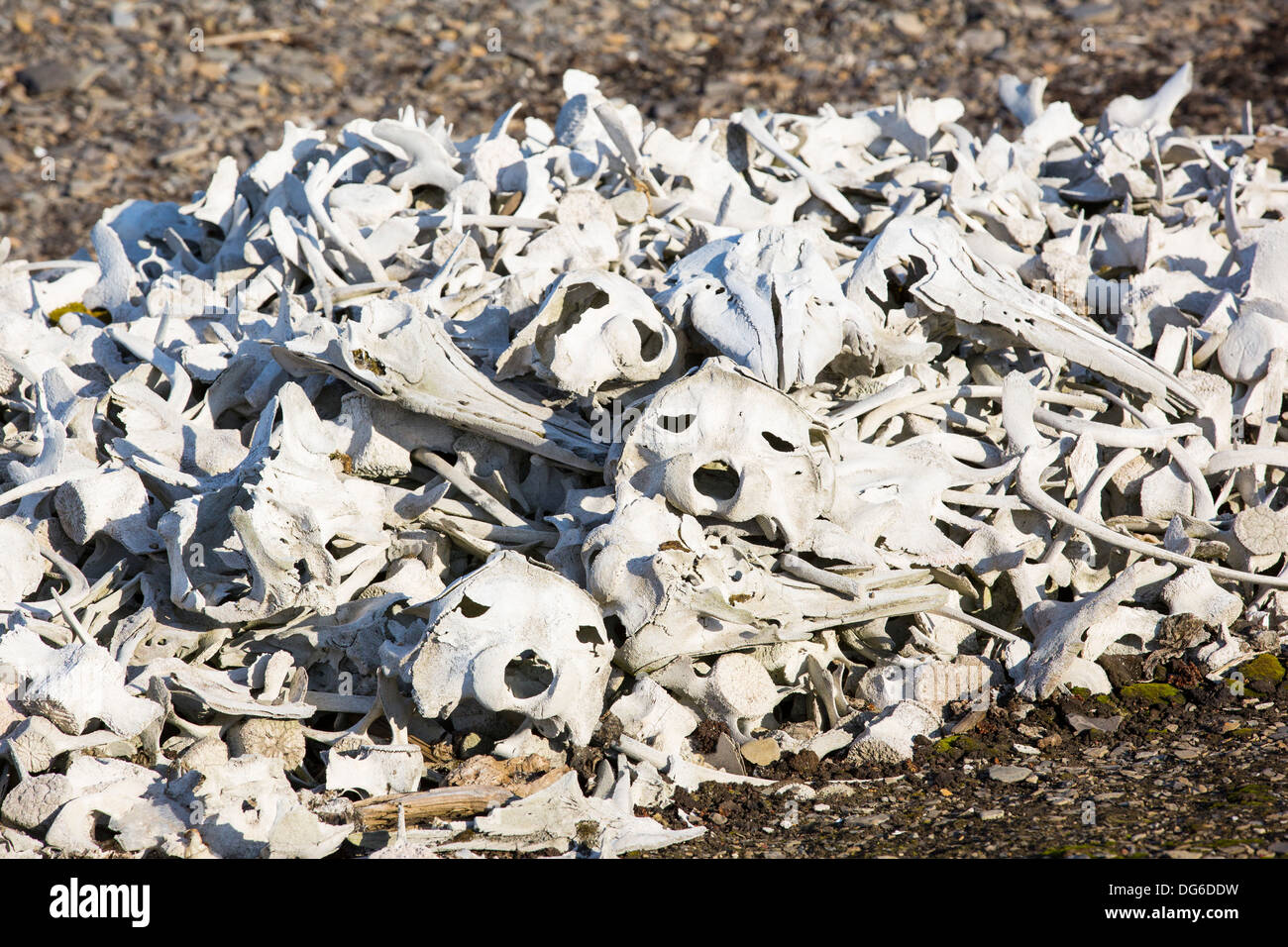 Remains of Beluga Whales (Delphinapterus leucas) at Bourbonhamna (77 ...