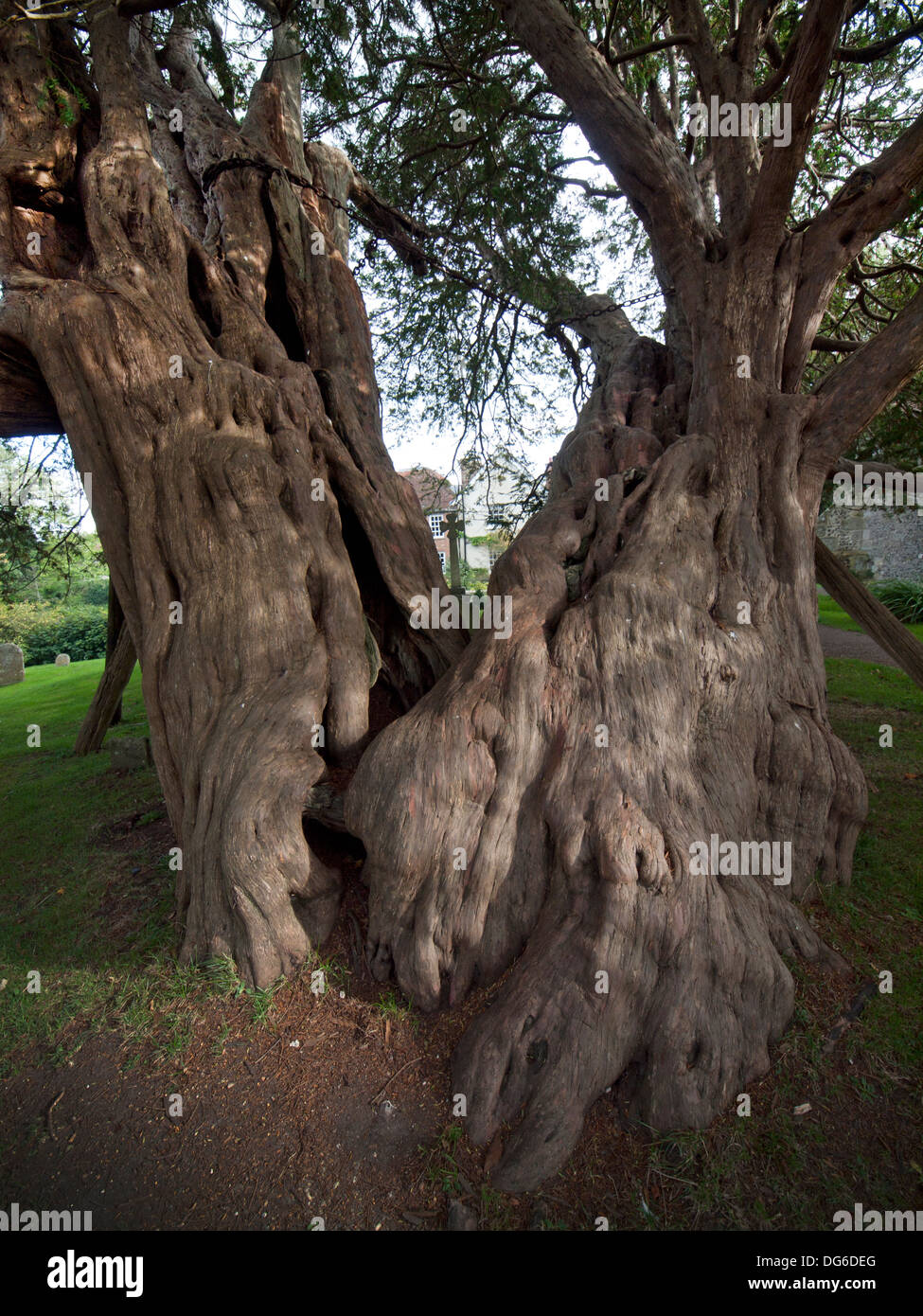 The trunk of an ancient yew tree in an English churchyard Stock Photo ...