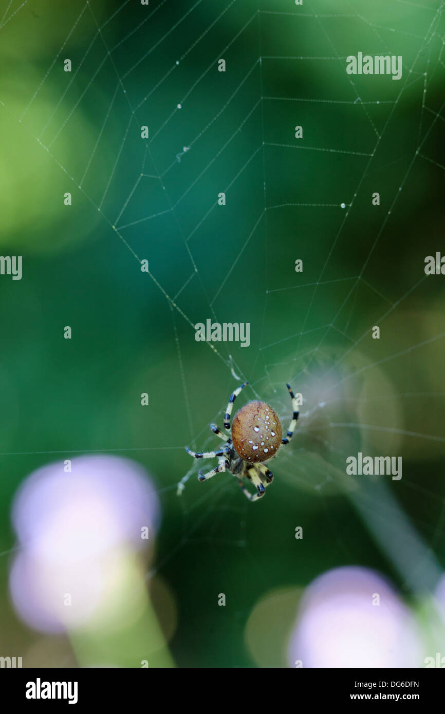 spider on spider web Stock Photo - Alamy