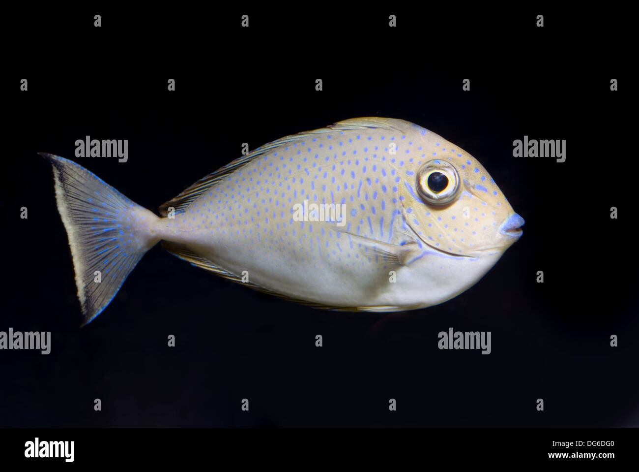 Vlamingi Tang Juvenile