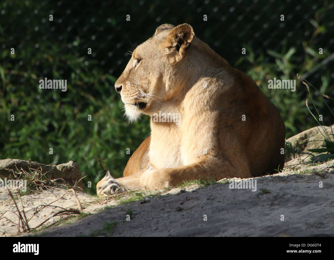 Close-up of a mature lioness (Panthera leo) in zoo setting Stock Photo ...