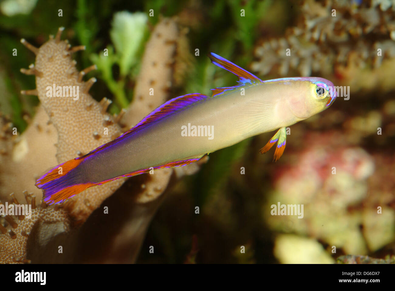 purple firefish, nemateleotris decora Stock Photo - Alamy
