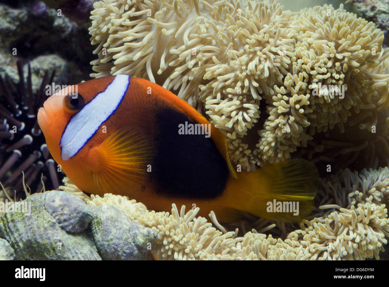Fire clownfish hi-res stock photography and images - Alamy