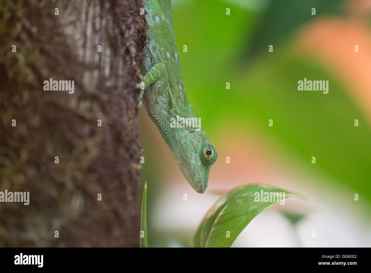 Lizard on a tree in serpentarium, Costa Rica in serpentarium, Costa ...