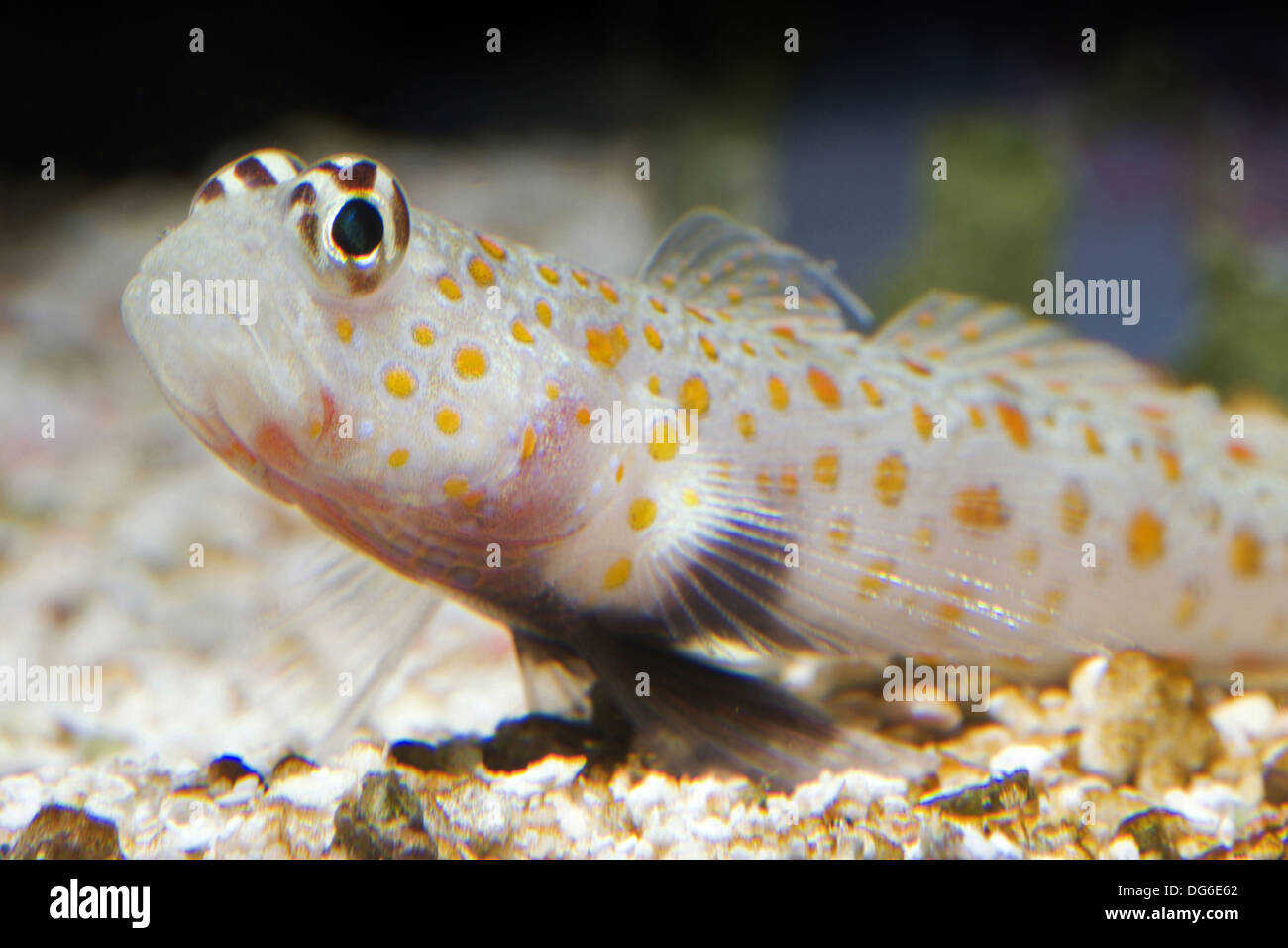 Spotted prawn hi-res stock photography and images - Alamy