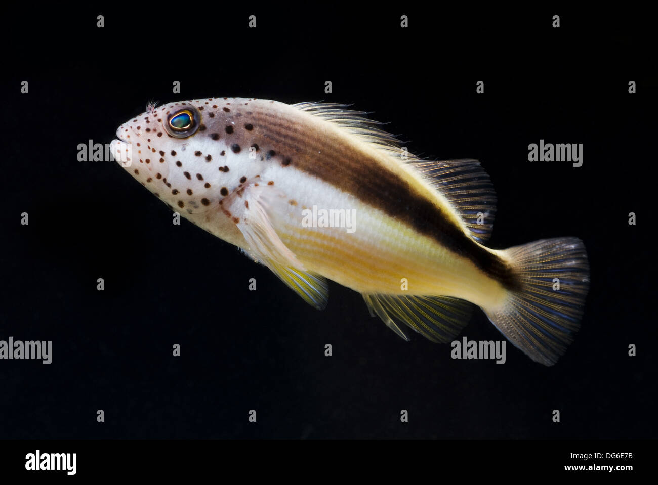 Black sided hawkfish hi-res stock photography and images - Alamy