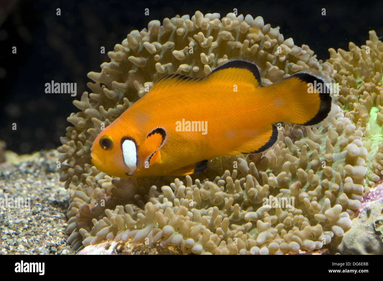 ocellaris clownfish, amphiprion ocellaris Stock Photo - Alamy