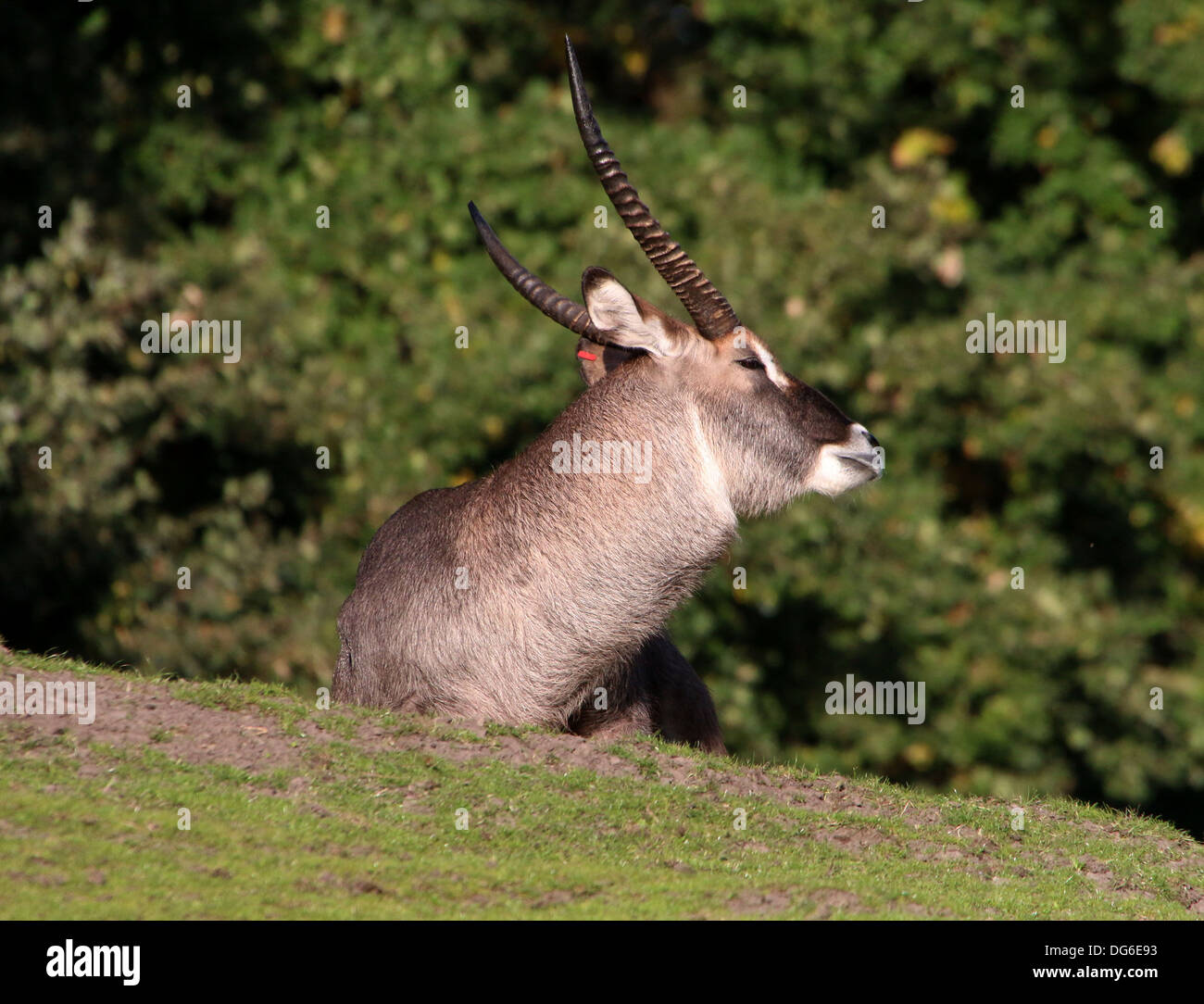 Sing sing waterbuck hi-res stock photography and images - Alamy