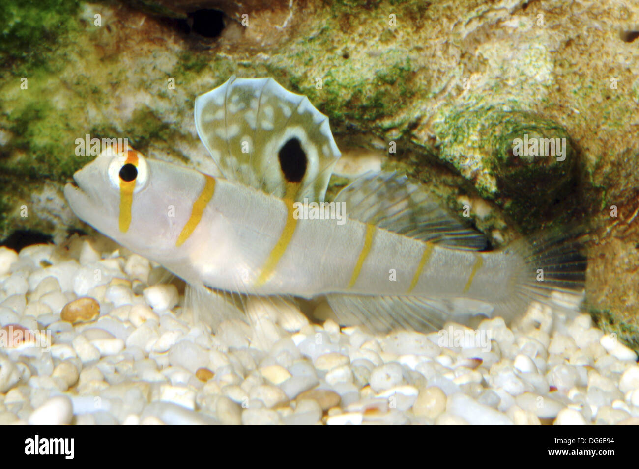 Randall’s prawn goby hi-res stock photography and images - Alamy
