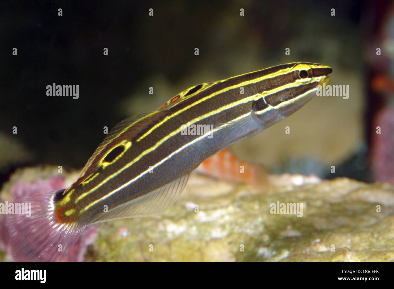 Amblygobius hectori hi-res stock photography and images - Alamy