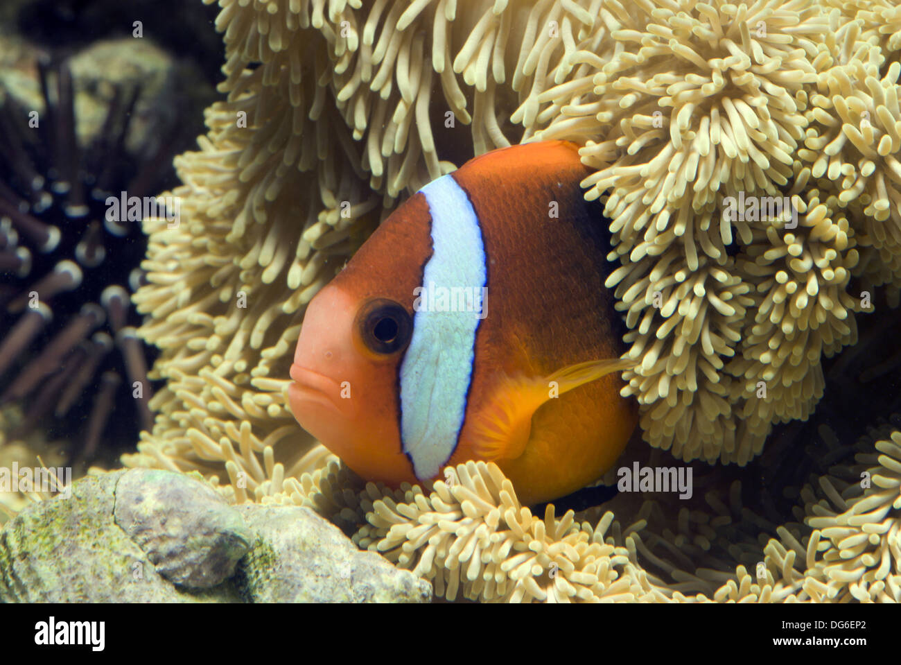 cinnamon clownfish, amphiprion melanopus Stock Photo - Alamy