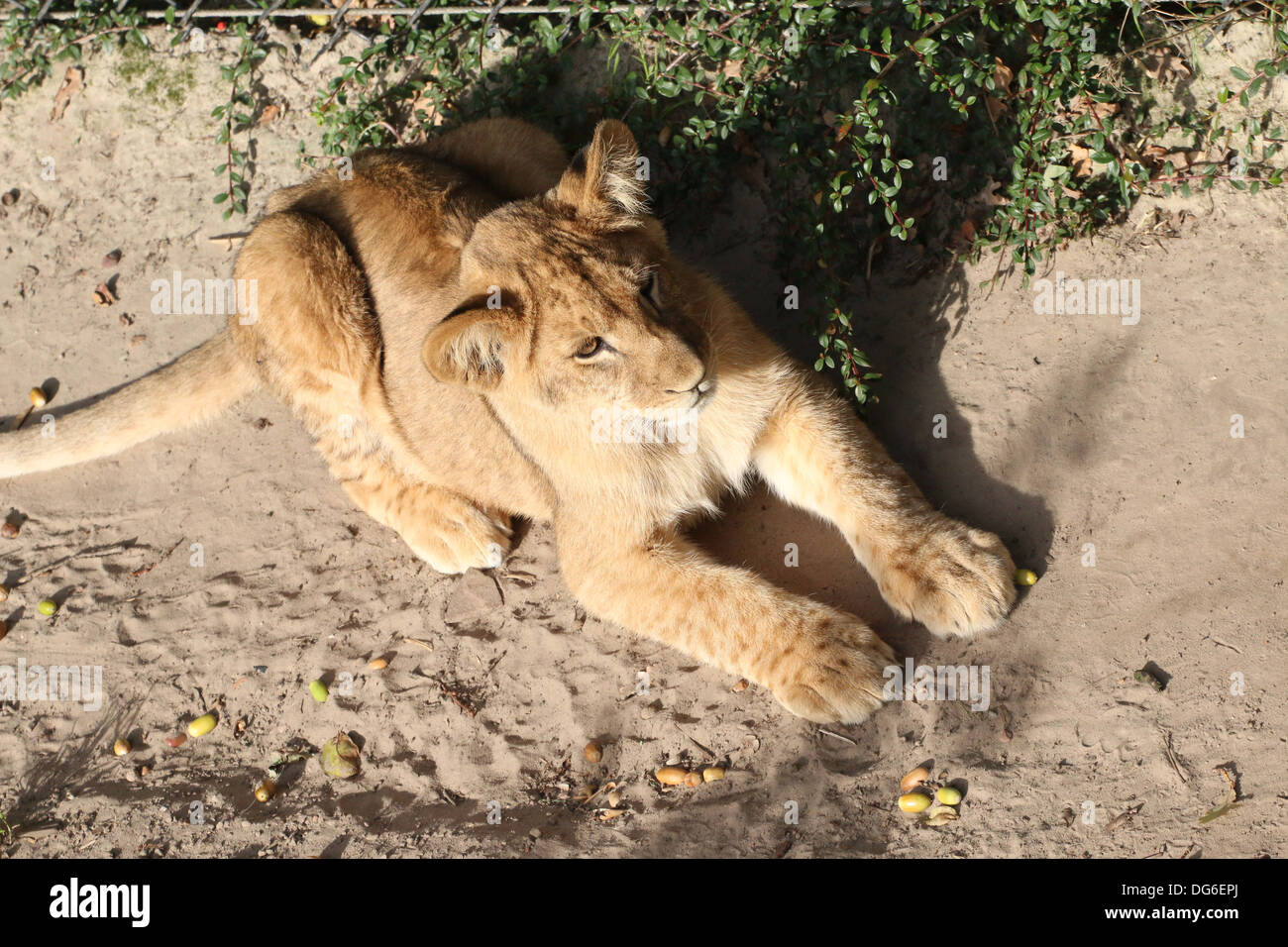 Close-up of a young lion cub (Panthera leo) in zoo setting Stock Photo ...