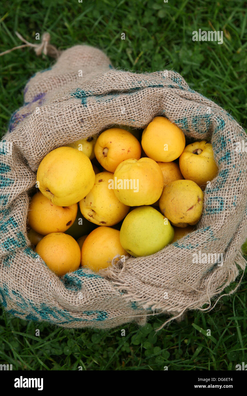 A bag of quince fruit Stock Photo - Alamy