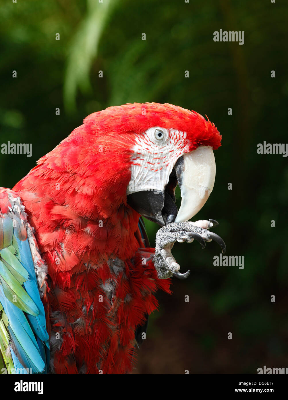 Captive Scarlet Macaw cleaning foot Zoo, Isle of Wight, Hampshire ...