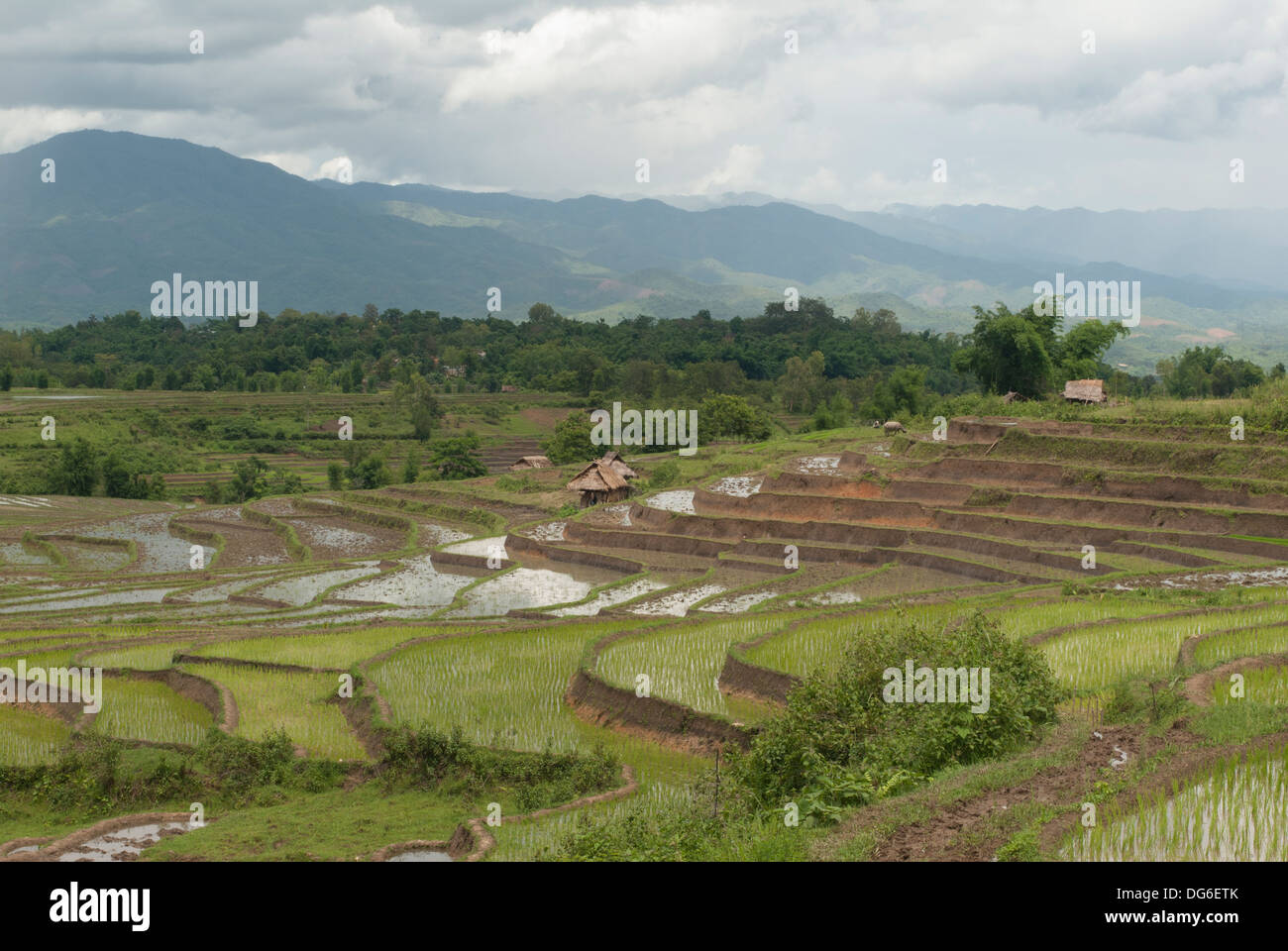 Paddy field in rain hi-res stock photography and images - Alamy