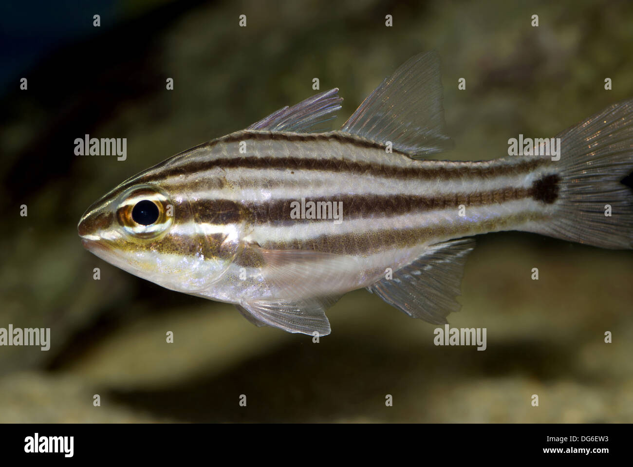 cook's cardinalfish, apogon cooki Stock Photo - Alamy