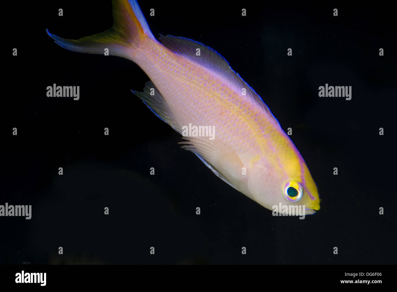 Anthias pseudanthias hi-res stock photography and images - Alamy