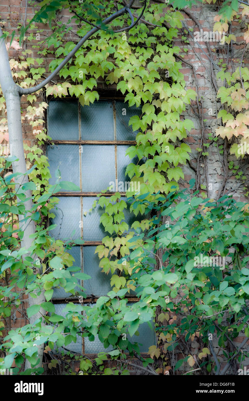 Vine tree branches hi-res stock photography and images - Alamy