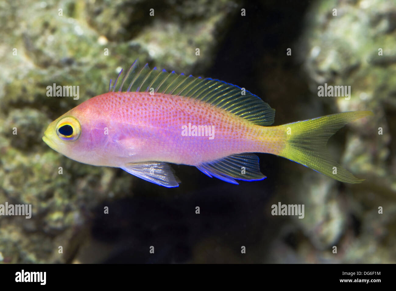 randall's anthias, pseudanthias randalli Stock Photo - Alamy