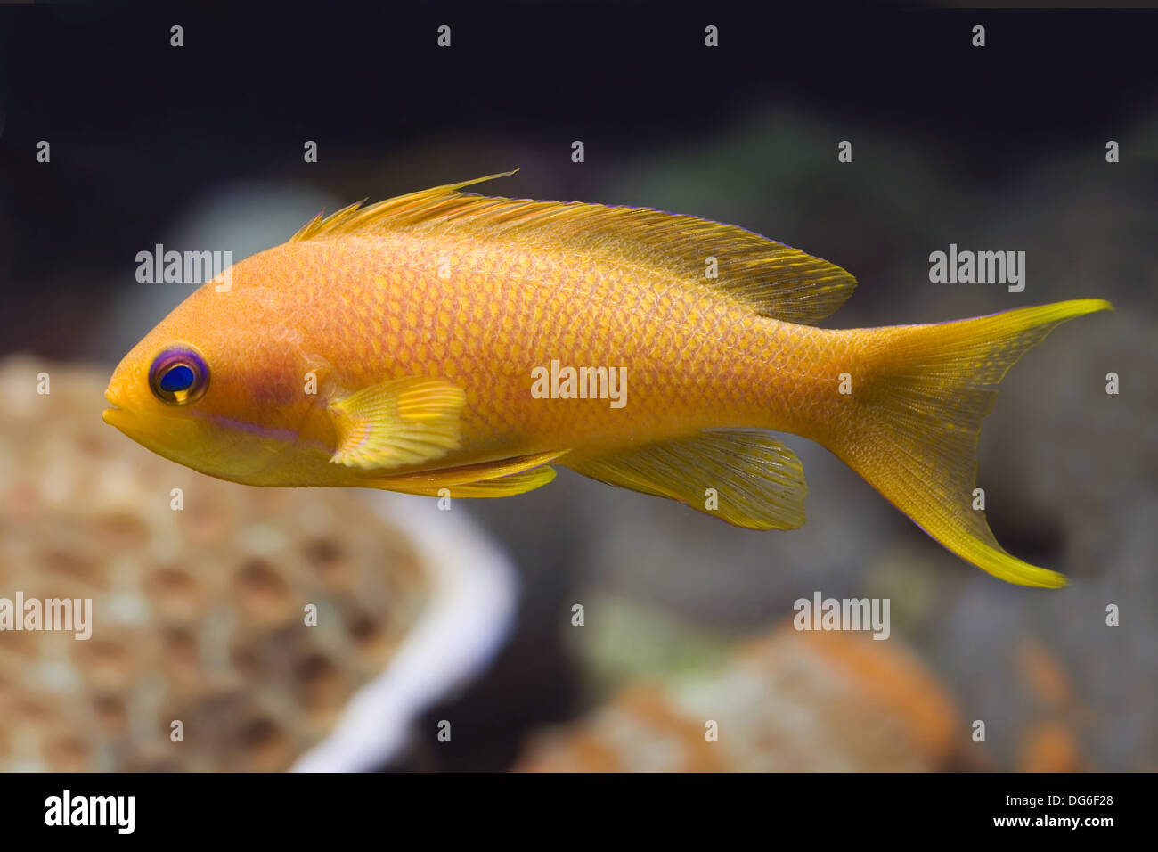 Lyretail fairy anthias hi-res stock photography and images - Alamy