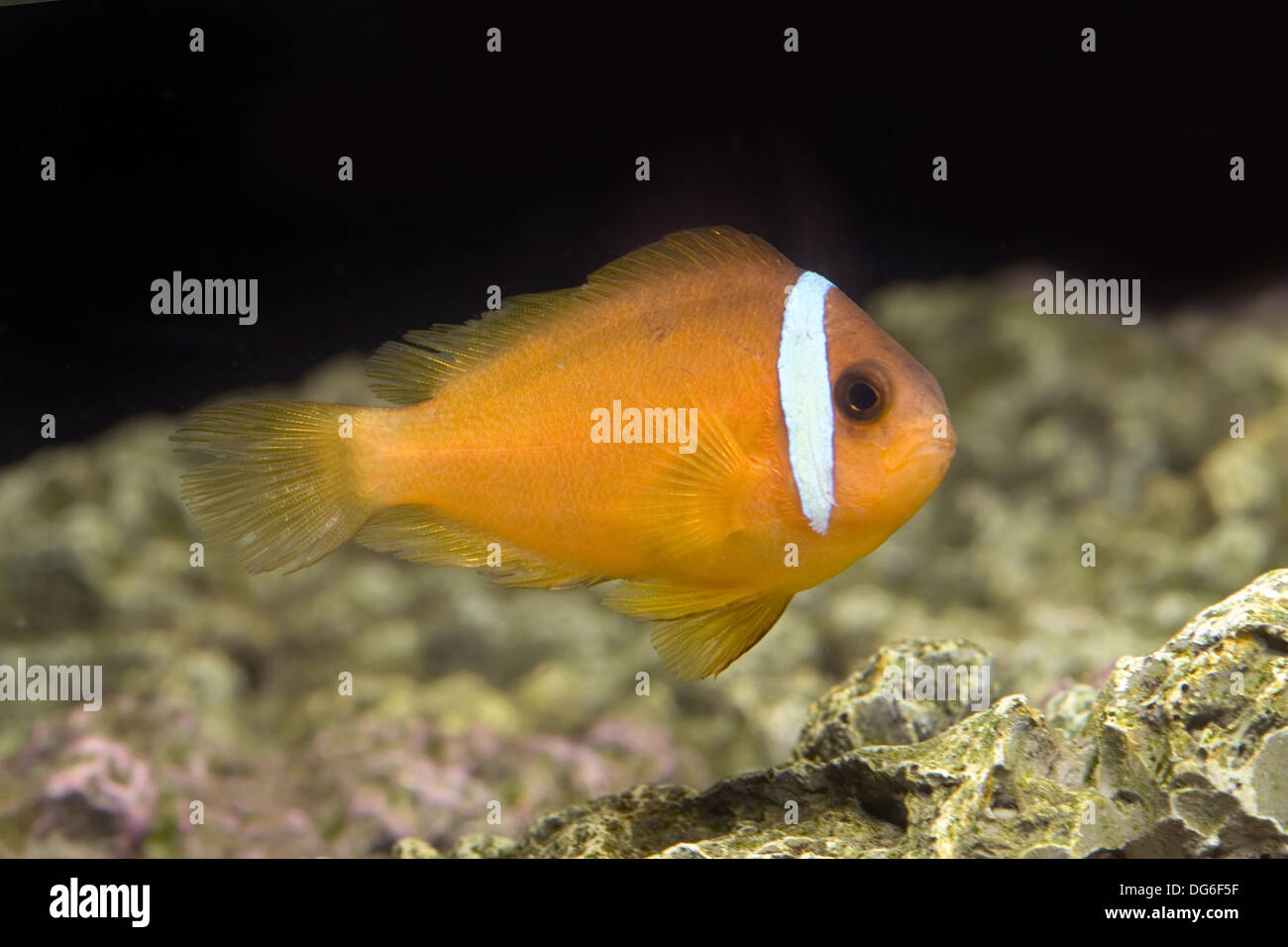 cinnamon clownfish, amphiprion melanopus Stock Photo - Alamy