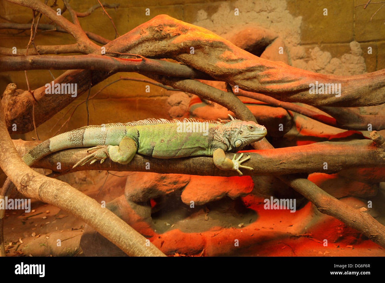 Green iguana lizard hi-res stock photography and images - Alamy