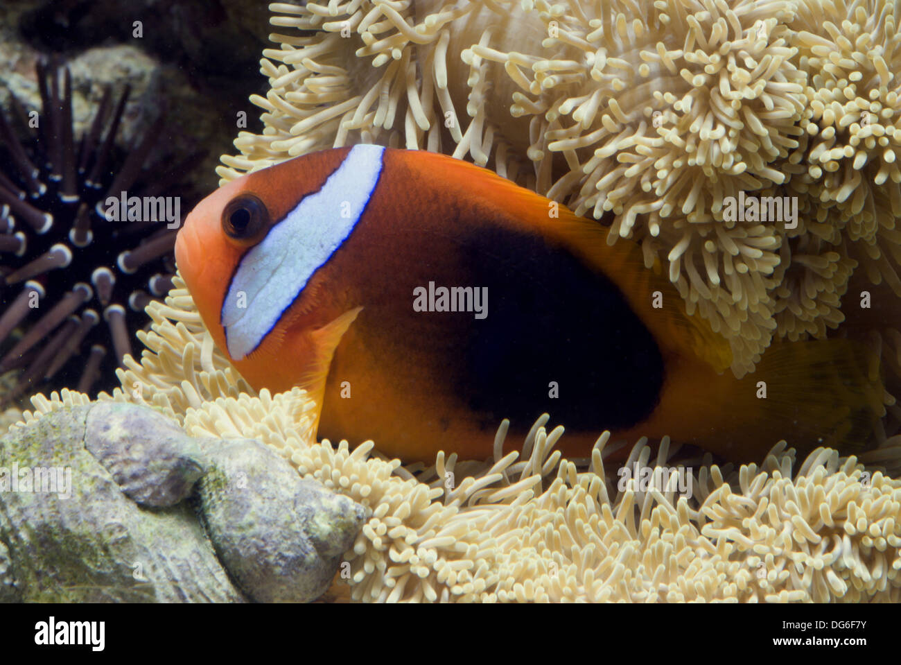 cinnamon clownfish, amphiprion melanopus Stock Photo - Alamy