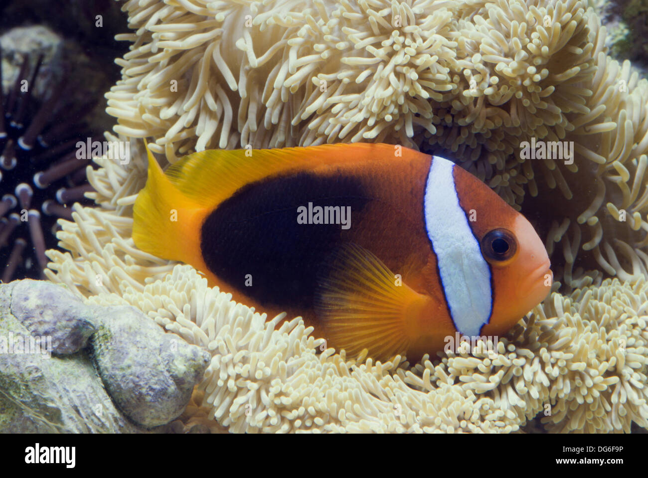 cinnamon clownfish, amphiprion melanopus Stock Photo - Alamy