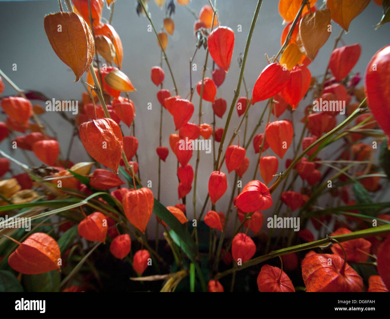 Chinese Lantern Plant Arrangement