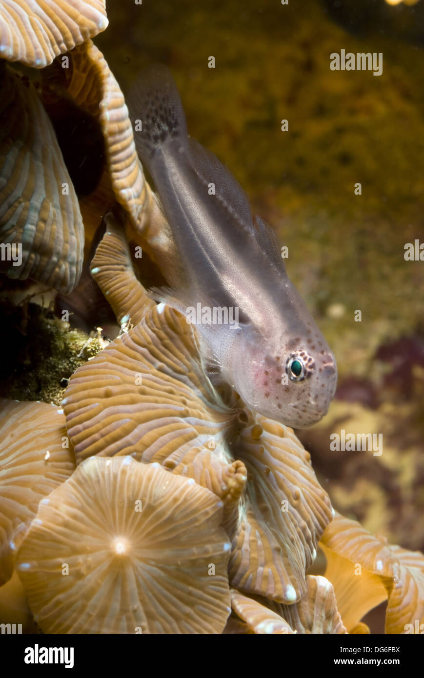Whitelined hi-res stock photography and images - Alamy