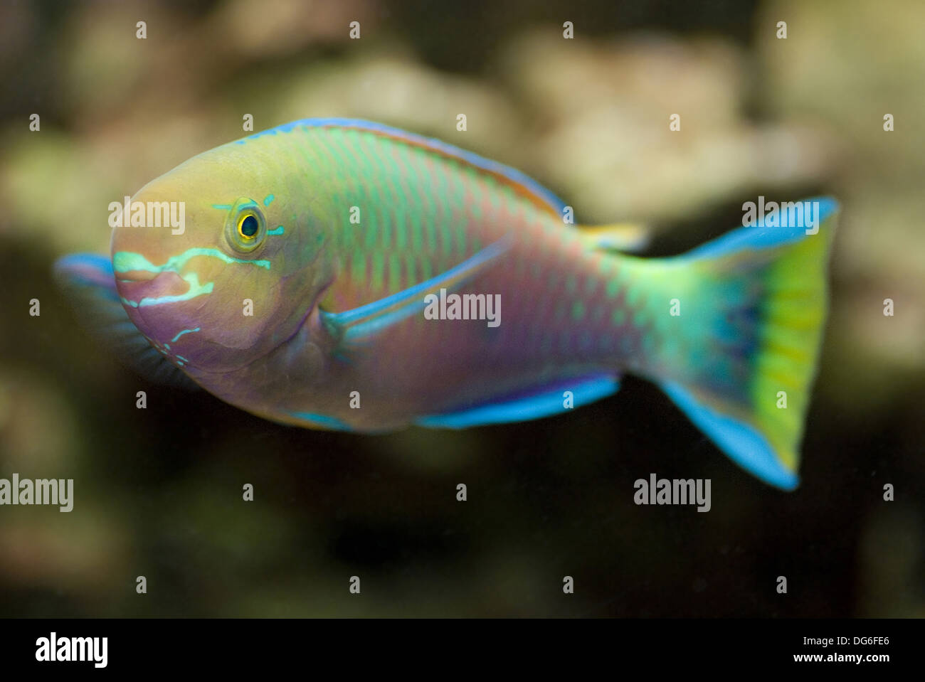 Parrotfish hi-res stock photography and images - Alamy